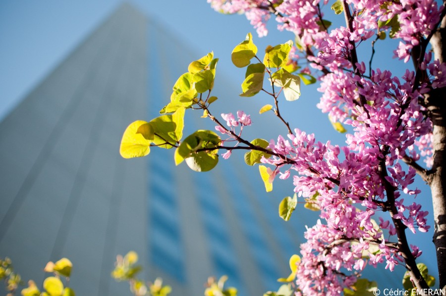 Floraison – Comme Un Reflex